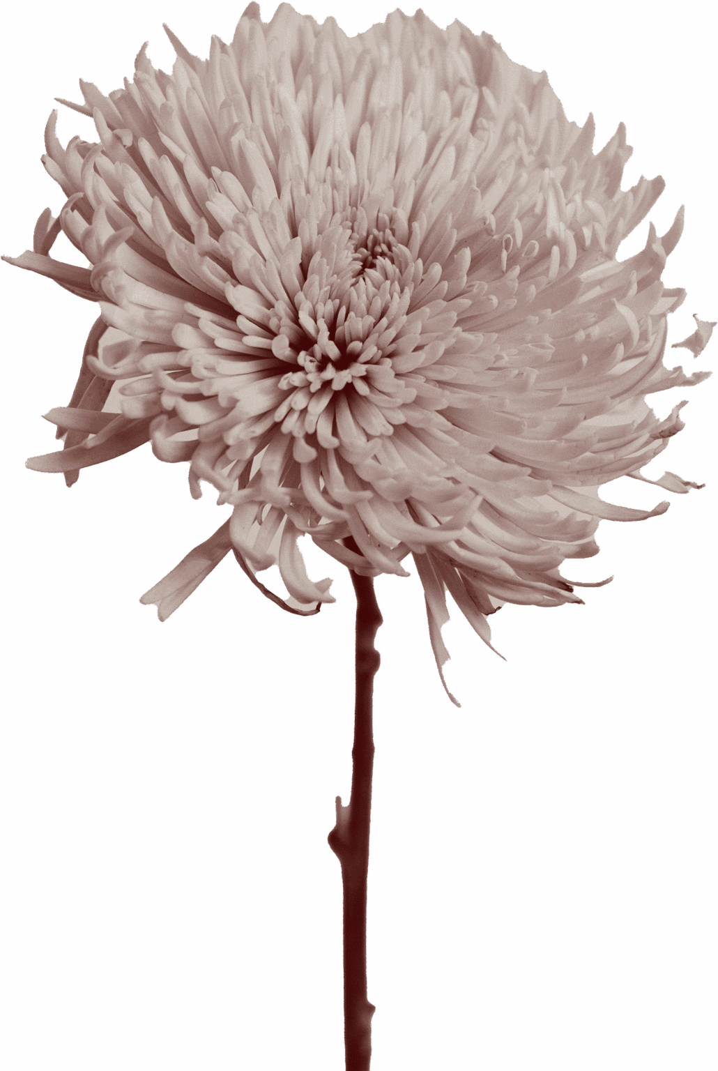 Radence | Early Detection for Health Span Optimization